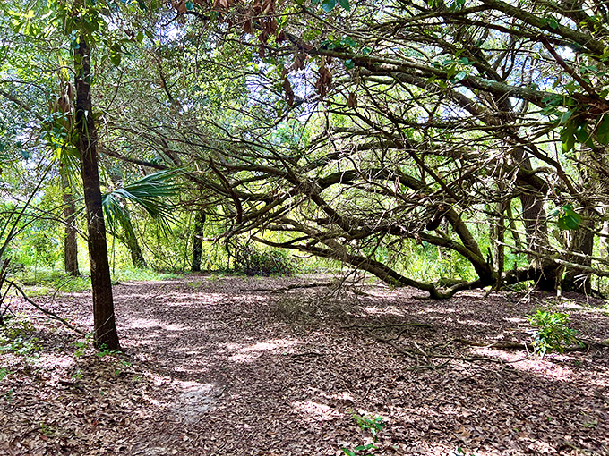 Dappled sunlight plays through the canopy, creating a light show that doesn't require electricity, engineers, or a special viewing area.