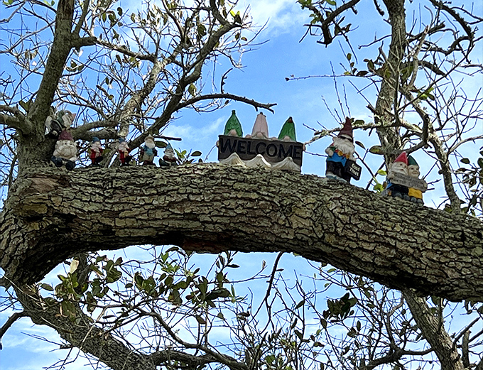 The welcoming committee perches on a sturdy branch, greeting visitors with permanent smiles and an impressive commitment to their hosting duties.