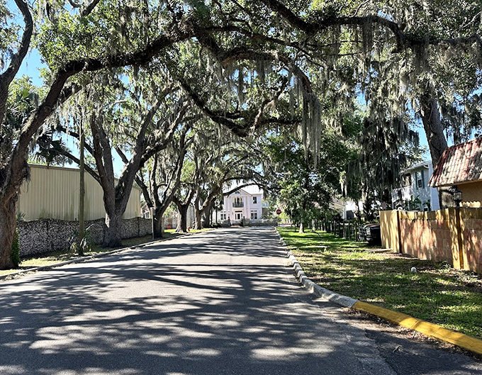 These massive sentinels have witnessed centuries of history, their sprawling branches creating a living timeline of St. Augustine's past.