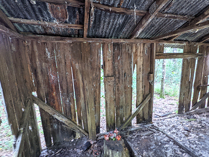 Inside these humble walls, a family once gathered around flickering lamplight, their voices now replaced by wind and wildlife.