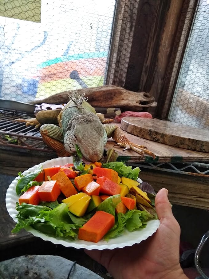 Even the wildlife gets in on the act &ndash; this little visitor seems right at home among the colorful chaos of Mahuffer's outdoor area.