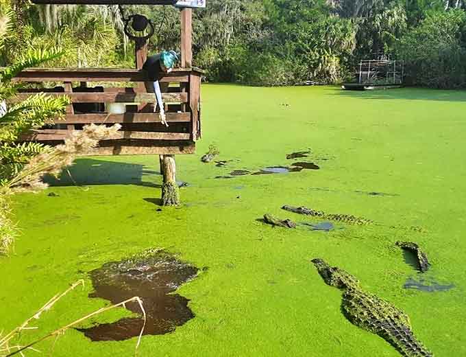 Young alligators gather in "Gator Gully," their innocent appearance belying the fact they'll grow into the intimidating adults nearby.