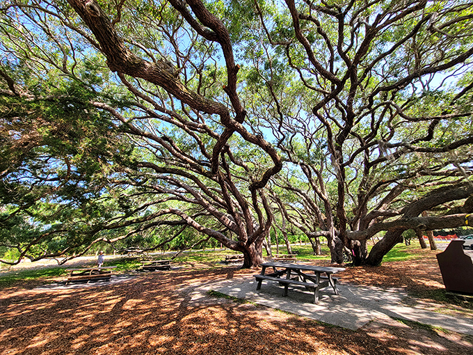 These ancient oaks have witnessed centuries of history, providing shade for modern picnickers where soldiers once patrolled.