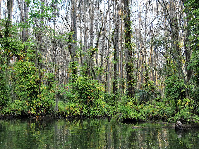 Pickerelweed blooms add splashes of purple to the shoreline, proving that Mother Nature was mixing color palettes long before interior designers made it cool.