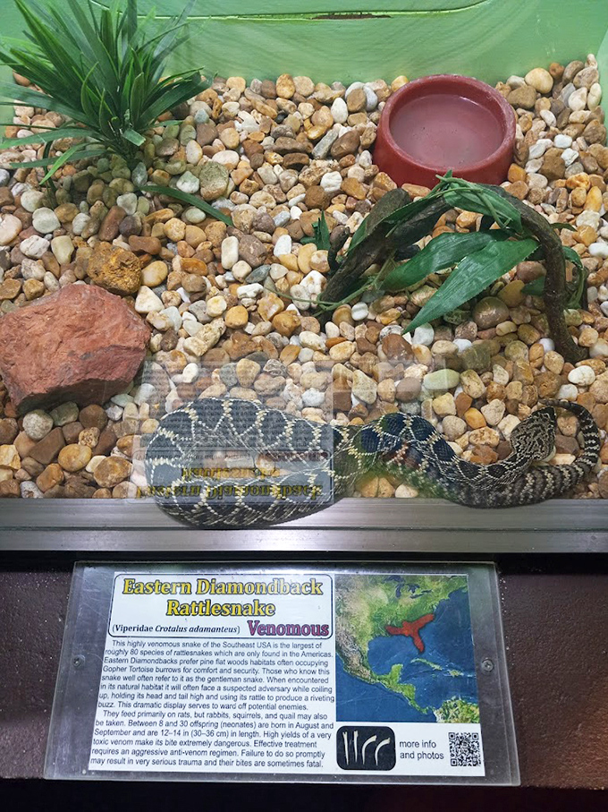 The Eastern Diamondback rattlesnake – Florida's version of a doorbell that you definitely don't want to press. "Venomous" is nature's way of saying "admire from afar."