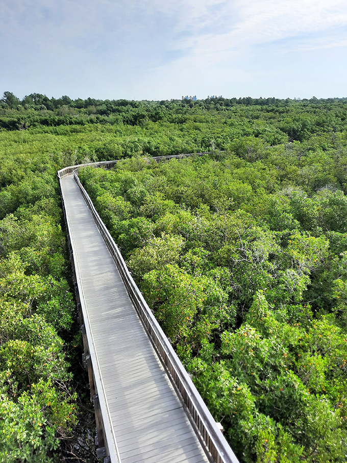 The elevated boardwalk stretches like a ribbon through the verdant canopy, offering bird's-eye views without disturbing a single root.