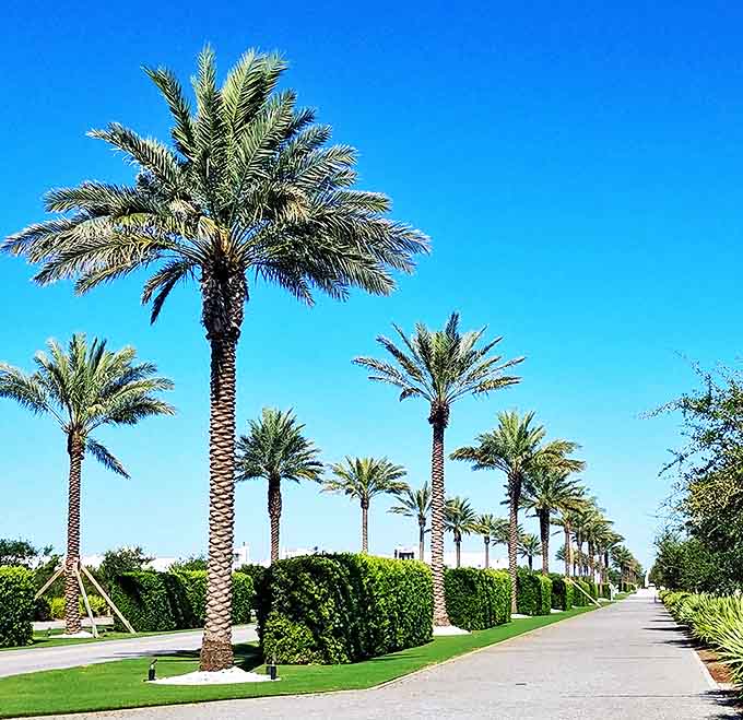 Palm trees stand like exclamation points along this pristine street, their fronds whispering tropical promises against brilliant white architecture.