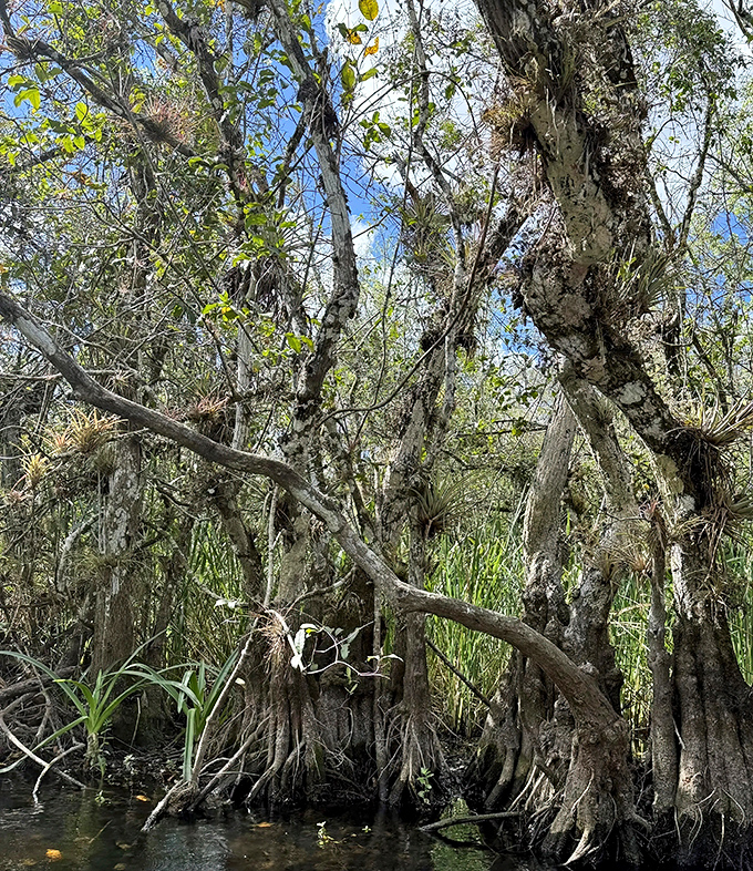 Cypress knees and weathered trunks tell silent stories of hurricanes survived and seasons changed. These trees have seen more Florida history than any textbook.
