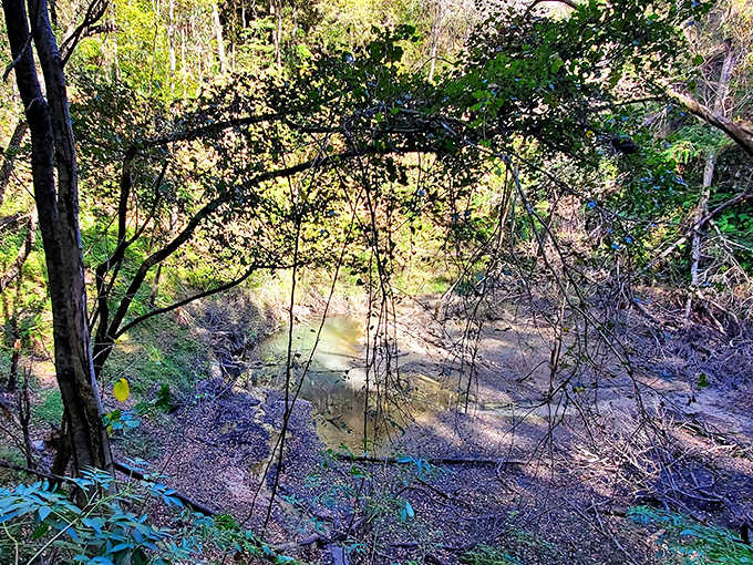 Earth's natural reflecting pool: Still waters mirror the surrounding forest, creating a moment of perfect symmetry that seems almost too beautiful to be real.