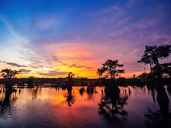 Morning mist hovers over cypress knees like nature's special effects department working overtime to create the perfect spooky-beautiful scene.