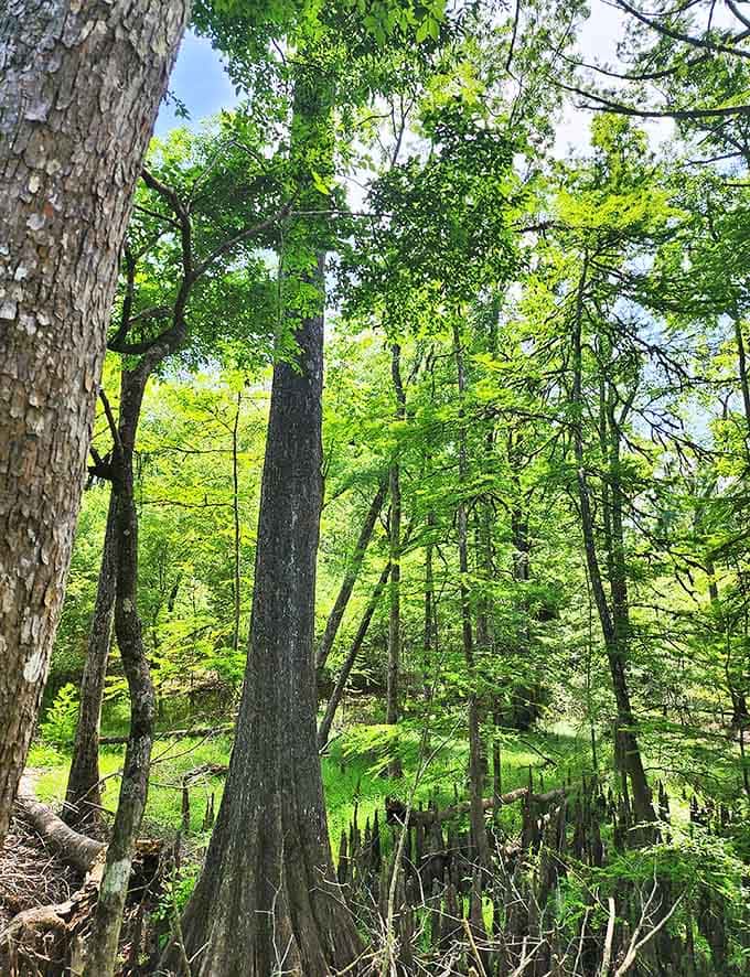 Ancient cypress sentinels stand guard over the spring, their massive trunks and knobby knees telling stories of centuries gone by.