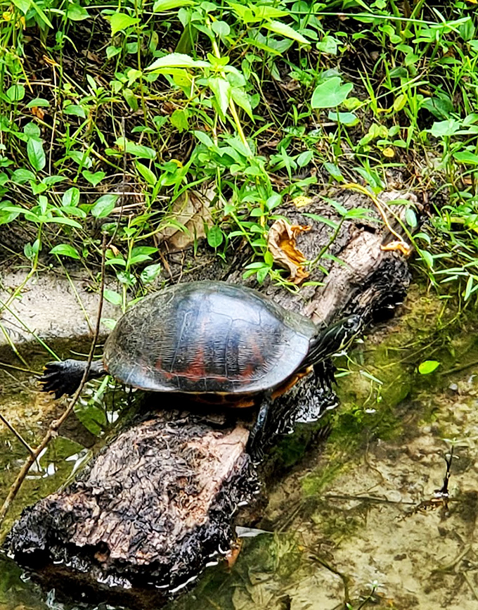 A turtle strikes the perfect sunbathing pose &ndash; part reptilian supermodel, part prehistoric survivor enjoying modern leisure.