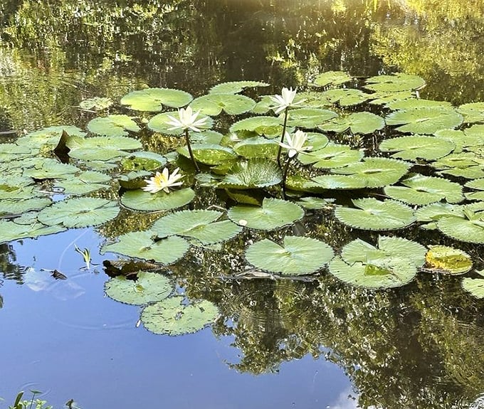 Delicate blooms amid giants: White water lilies offer a perfect contrast to their massive green platforms.