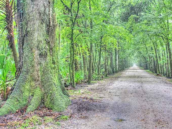 Ancient oaks draped in Spanish moss create a tunnel that looks like nature's own haunted house, minus the admission fee.