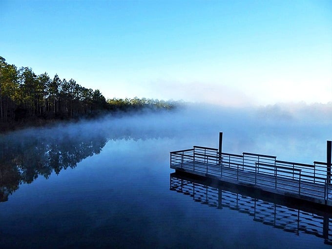 Seminole State Forest's majestic oaks create natural archways, their sprawling limbs reaching outward like welcoming arms to visitors.