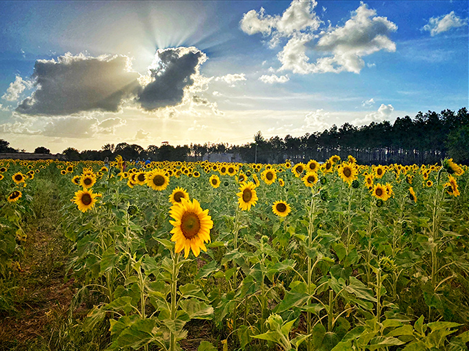 8b. amazing grace family farms (green cove springs)