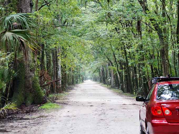 The green canopy overhead is gorgeous, but it also blocks out enough light to make you wonder what's hiding in those shadows.