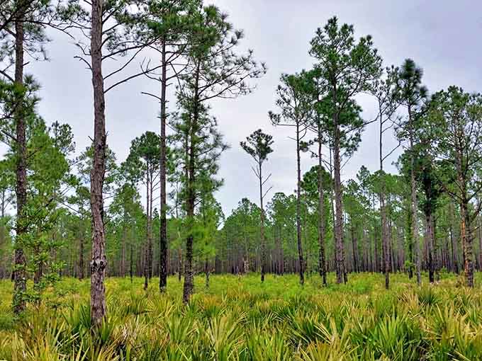Ancient oaks form a living tunnel in Seminole State Forest, their twisted branches creating patterns against the sky that tell stories of centuries past.
