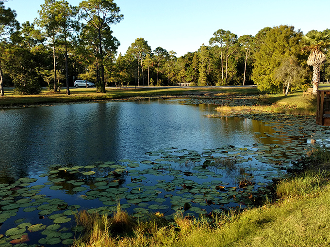 Morning light bathes Topsail Hill's pristine beaches in golden hues, often with more shorebirds than human footprints marking the sand.
