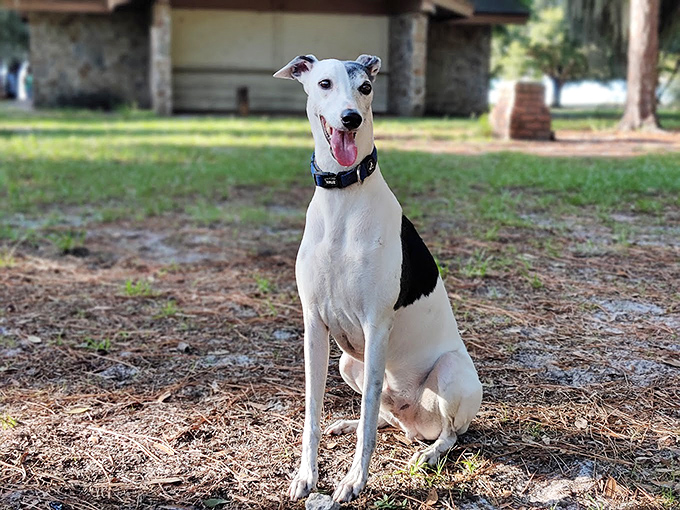 Portrait of contentment: this elegant pup pauses for a moment of dignified repose between adventures at Lake Baldwin.
