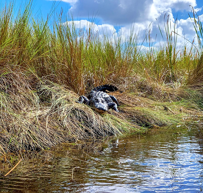 The Everglades' iconic resident catches some rays, reminding visitors whose territory they're really exploring with each paddle stroke.