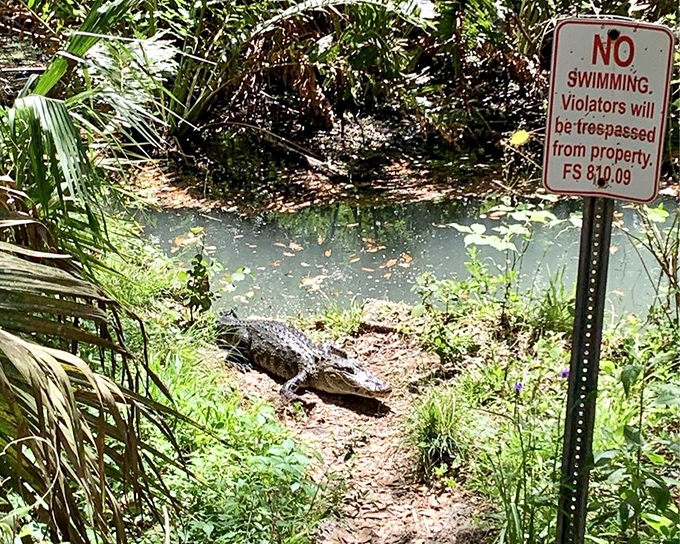 Florida's prehistoric resident gives side-eye to visitors, silently communicating why that "No Swimming" sign should be taken very seriously.