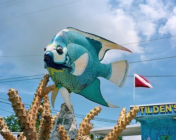 Looking up at this magnificent creature gives you the perspective usually reserved for actual scuba divers, minus the wet suit and oxygen tanks.