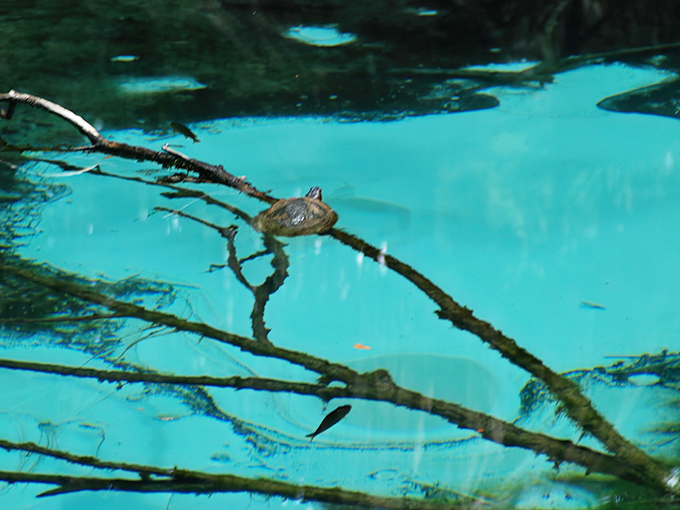This turtle's living its best life, sunning on a branch like it's at a five-star resort.