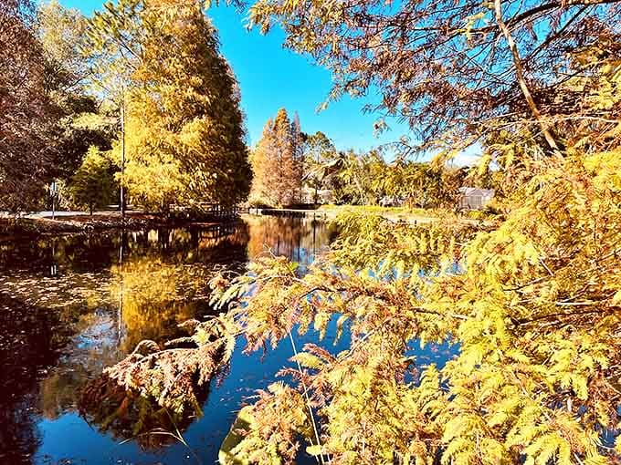 Autumn transforms the landscape into an artist's palette, because even Florida gets to show off seasonal colors occasionally.
