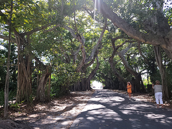 Banyan Street's natural cathedral draws visitors into its shaded embrace, where ancient trees create a living tunnel of botanical wonder.