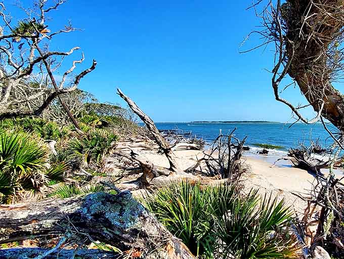 The twisted branches and gnarled roots create a landscape so unique it makes regular beaches look like they're not even trying to be interesting.