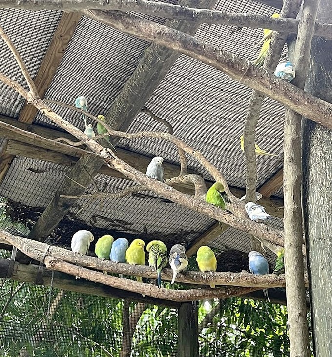 The budgie high-rise features colorful tenants who chatter about seed quality and the perfect perching spot.