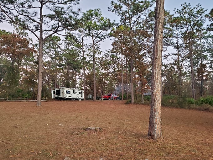 Camping among the pines &ndash; where your morning alarm clock is a chorus of songbirds instead of that annoying smartphone chime.