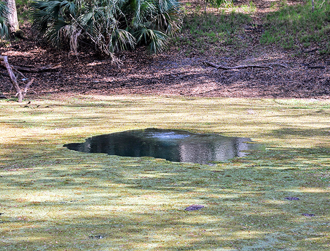 A dark opening in the algae-covered surface reveals the entrance to the underwater cave system&mdash;Florida's own rabbit hole.
