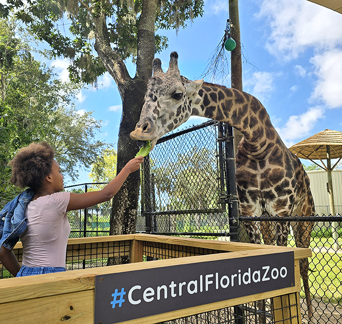 At Central Florida Zoo, eye-to-eye giraffe encounters create the kind of wonder that no screen or textbook could ever replicate.