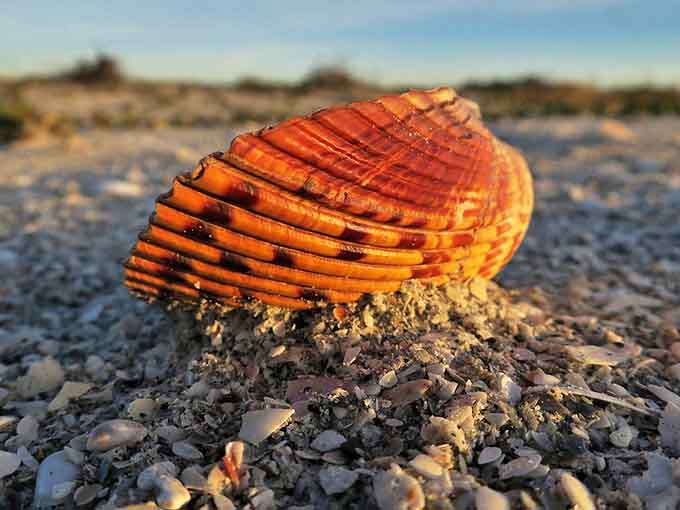 Seashell jackpot! Cayo Costa's beaches are famous for shell collecting that would make any beachcomber's heart skip a beat.