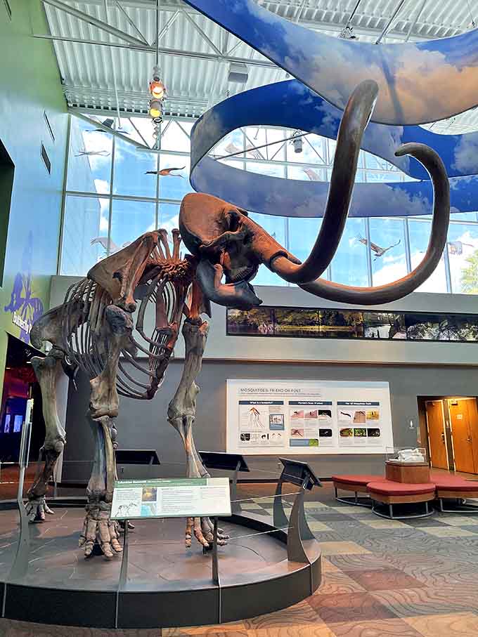 This Columbian mammoth skeleton reminds visitors that Florida's natural history extends far beyond butterflies, though significantly less colorful.