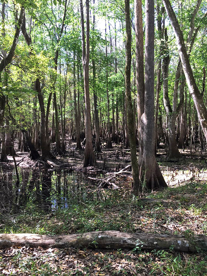 Cypress knees poking through swampy waters &ndash; nature's version of a crowd gathering to hear what the forest has to say.