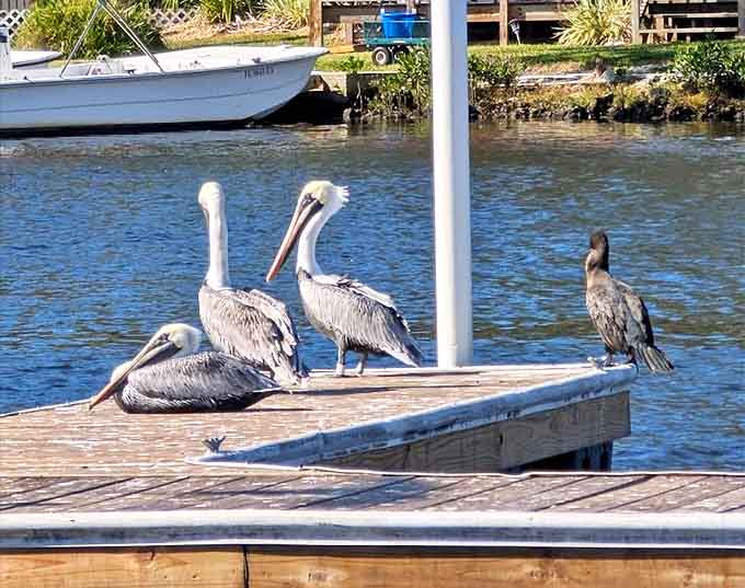 Pelican parliament convenes dockside, debating fishing techniques while eyeing your lunch with professional interest.