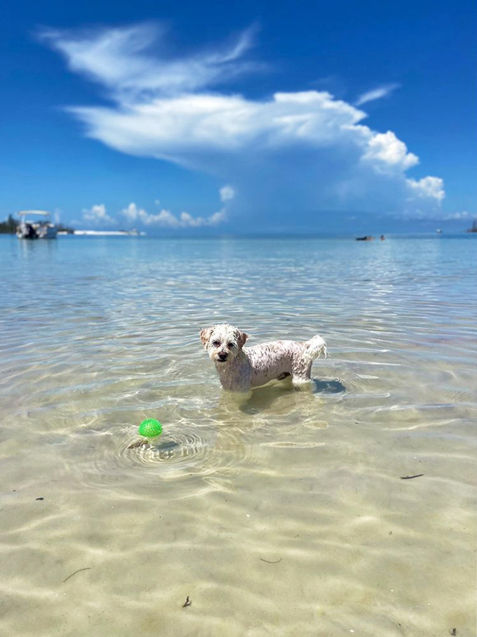 Toy story: This little white pup contemplates whether to retrieve the green ball or just enjoy the perfect beach day.