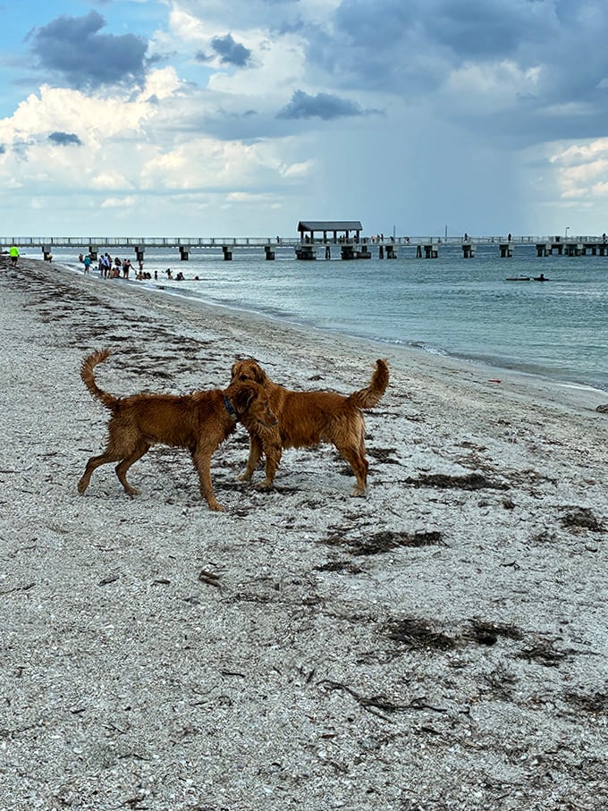 These golden retrievers aren't just playing &ndash; they're holding an important meeting about why squirrels don't exist at the beach.