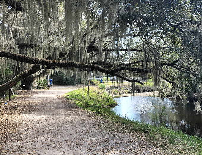 Egan's Creek Greenway offers a glimpse into wild Florida, where Spanish moss drapes ancient oaks and wildlife thrives in protected marshlands.
