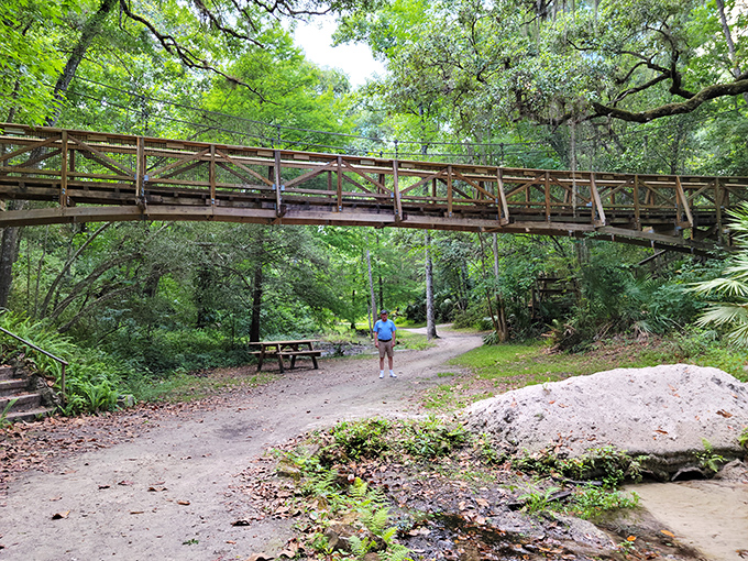 This elevated walkway offers a bird's-eye view of the park's trail system below, where hikers explore Florida's rare topographical wonder.