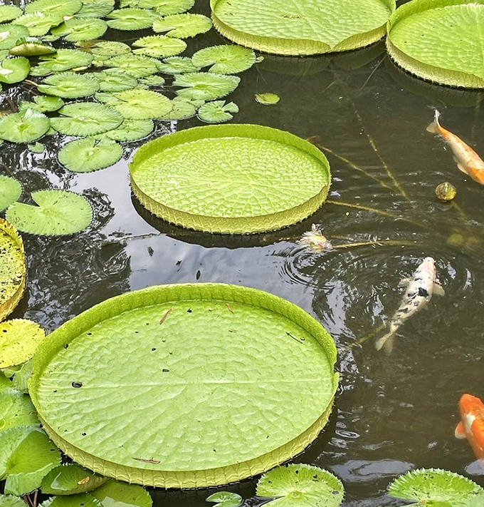 Botanical ballet: Water lilies and koi perform a synchronized dance of colors beneath the Florida sunshine.