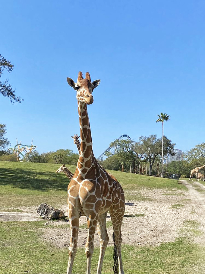 Giraffe: Standing tall against the Florida sky, this gentle giant surveys its domain with the quiet dignity that makes giraffes the supermodels of the savanna.
