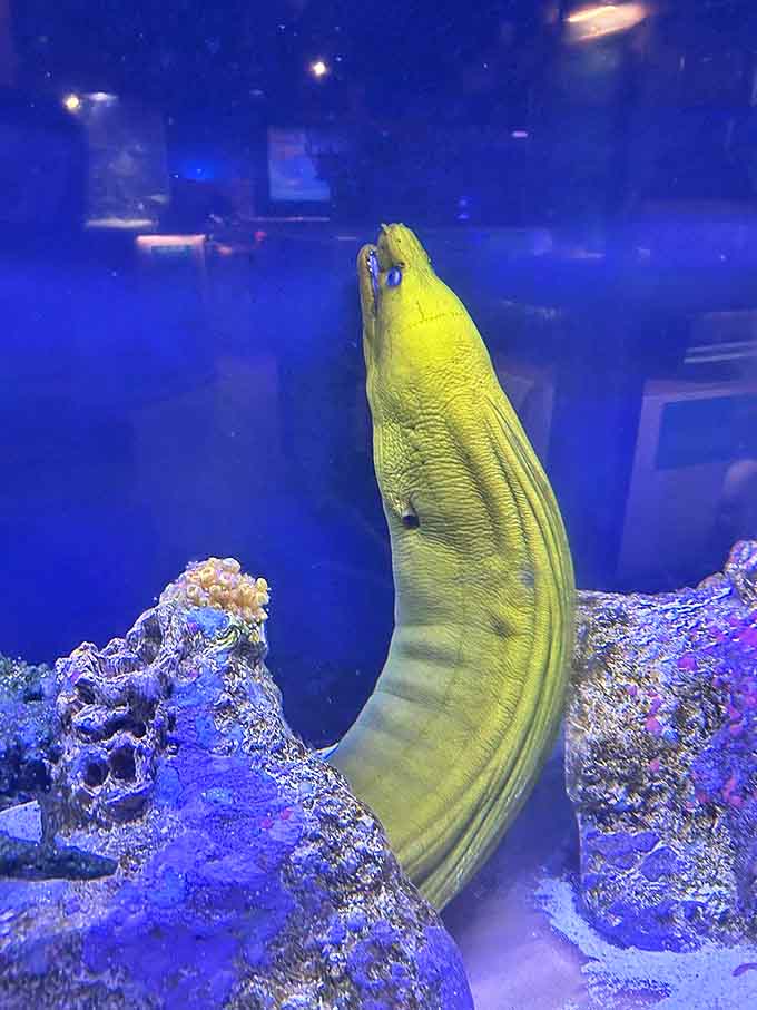 This lime-green moray eel seems to be auditioning for a role in an underwater thriller, showcasing nature's extraordinary color palette.
