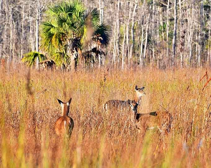 These deer have mastered the art of social distancing long before it was trendy &ndash; blending into the golden prairie like living ghosts.