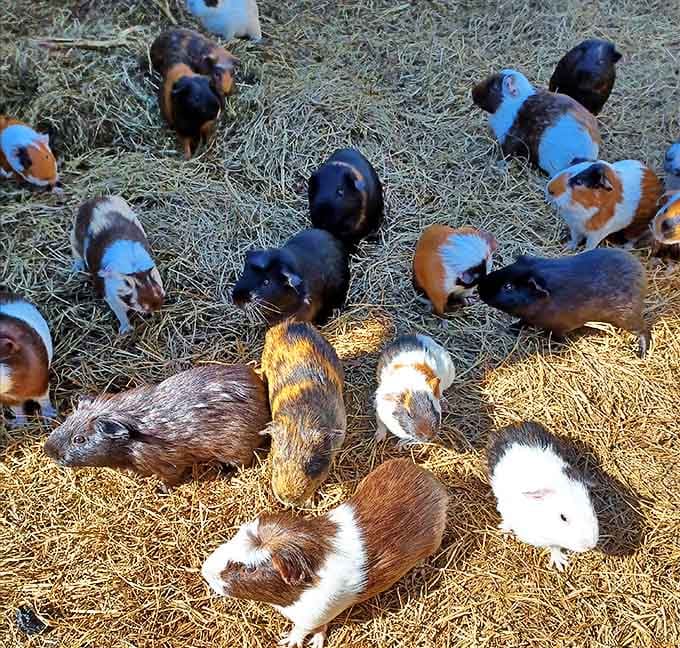 The guinea pig village bustles with activity as these colorful little characters go about their important guinea pig business of looking perpetually startled.