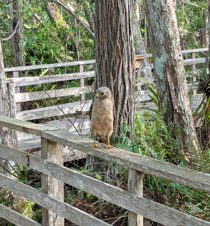 A hawk surveys its domain from the boardwalk railing, unbothered by human visitors in this wild kingdom where birds rule.