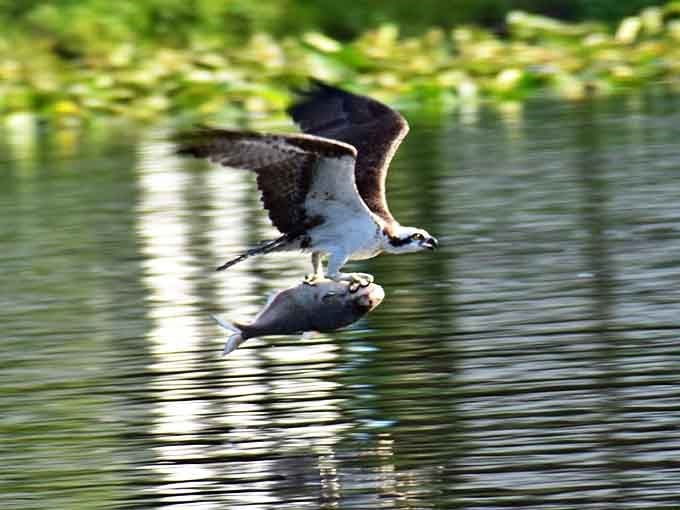 An osprey demonstrates nature's perfect fishing technique, clutching its freshly caught dinner while showcasing why it's nicknamed the "fish hawk."